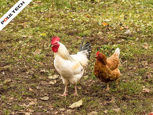 How To Breed Laying Hens Henan Poul Tech Machinery Co Ltd